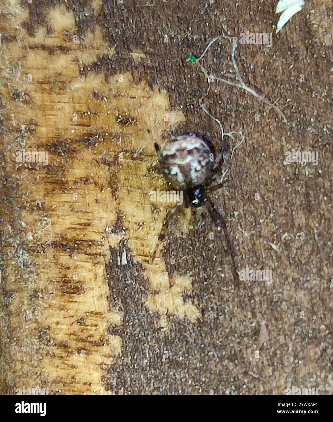 Comb-footed Spiders (Theridiidae Stock Photo - Alamy