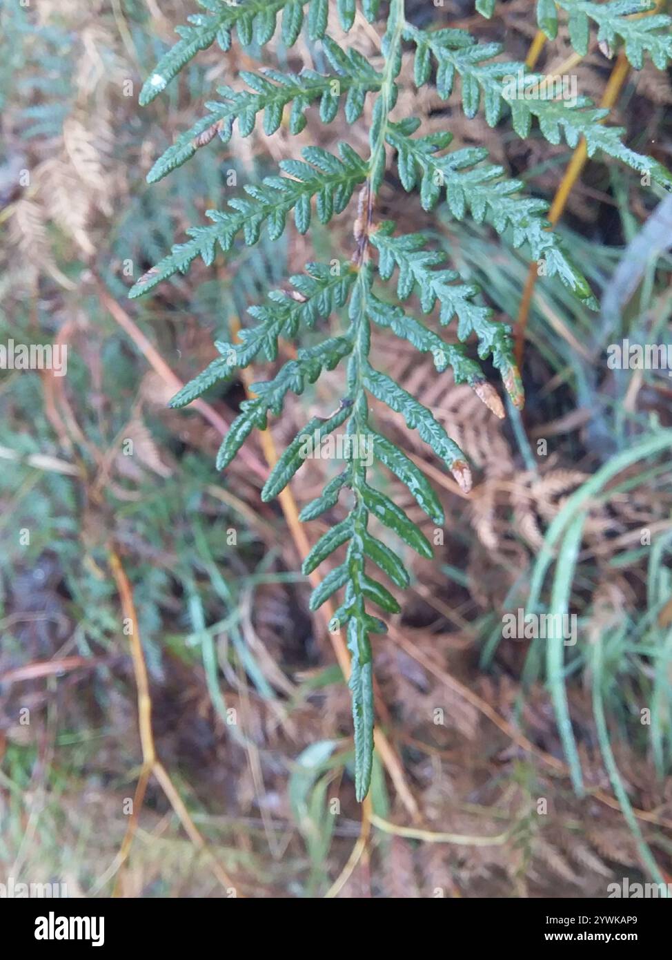 Austral Bracken (Pteridium esculentum Stock Photo - Alamy