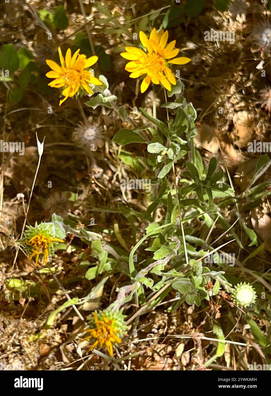 Hairy Gumweed (Grindelia hirsutula Stock Photo - Alamy