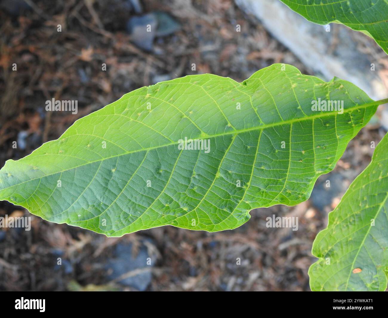 Persian walnut (Juglans regia Stock Photo - Alamy