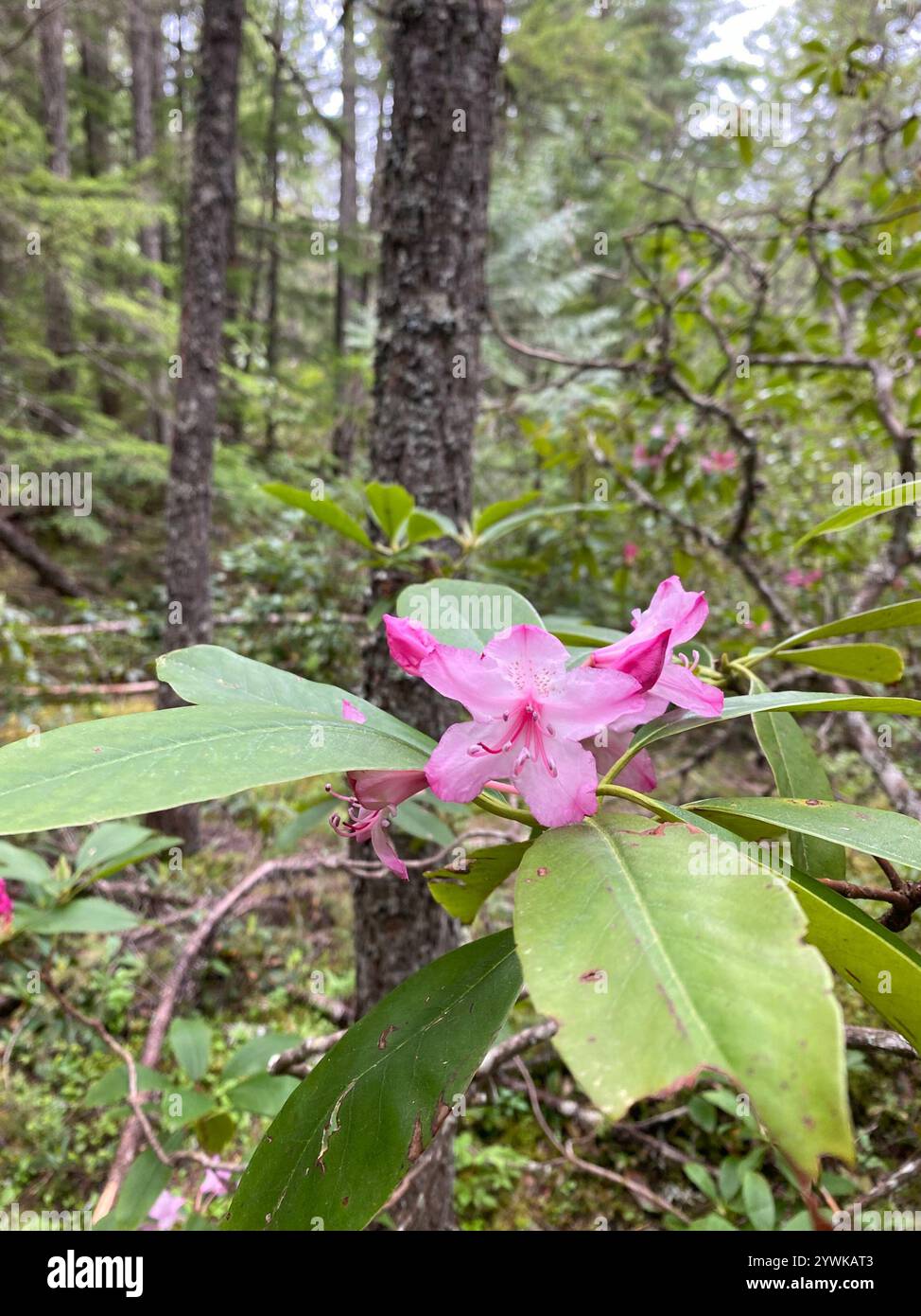 Pacific rhododendron (Rhododendron macrophyllum Stock Photo - Alamy