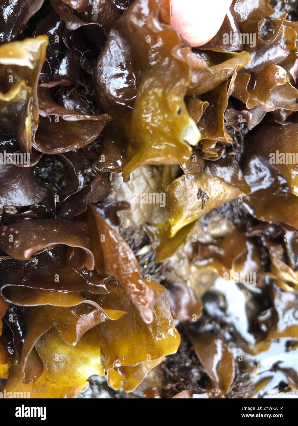 Iridescent Algae (Mazzaella Stock Photo - Alamy