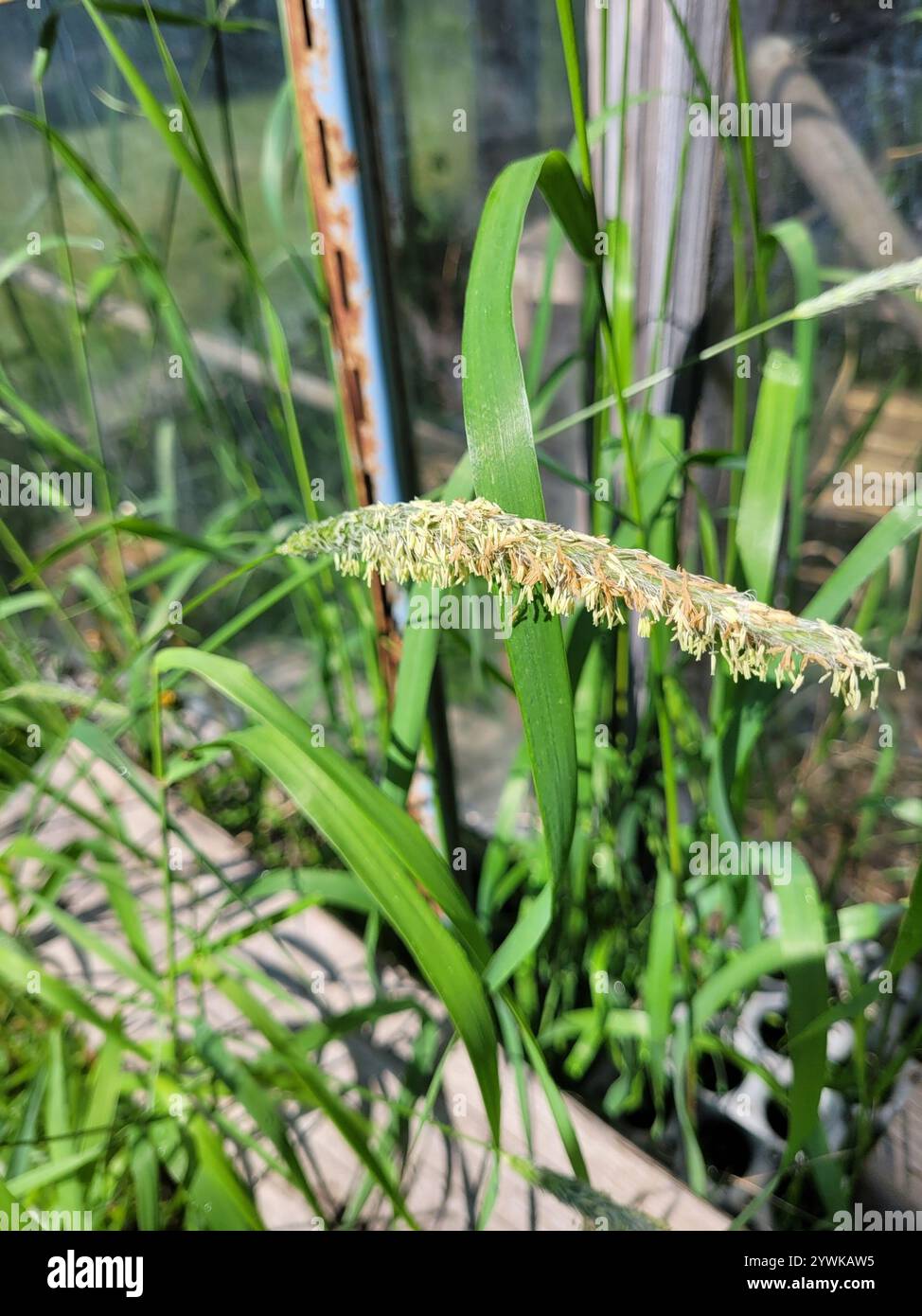 Short foxtail hi-res stock photography and images - Alamy