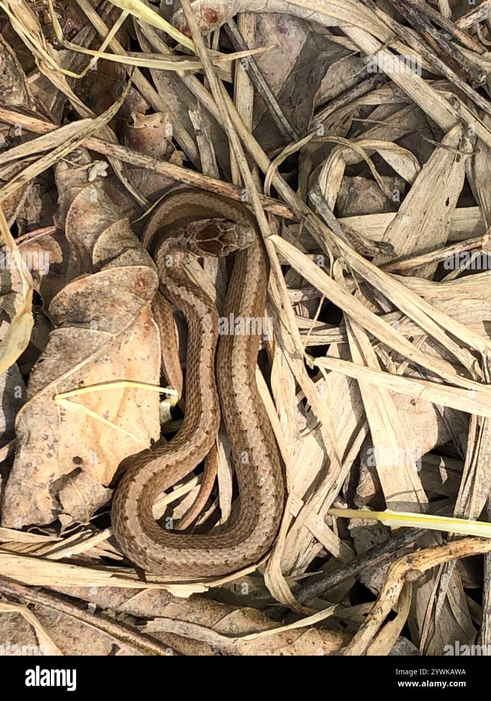 DeKay's Brownsnake (Storeria dekayi Stock Photo - Alamy