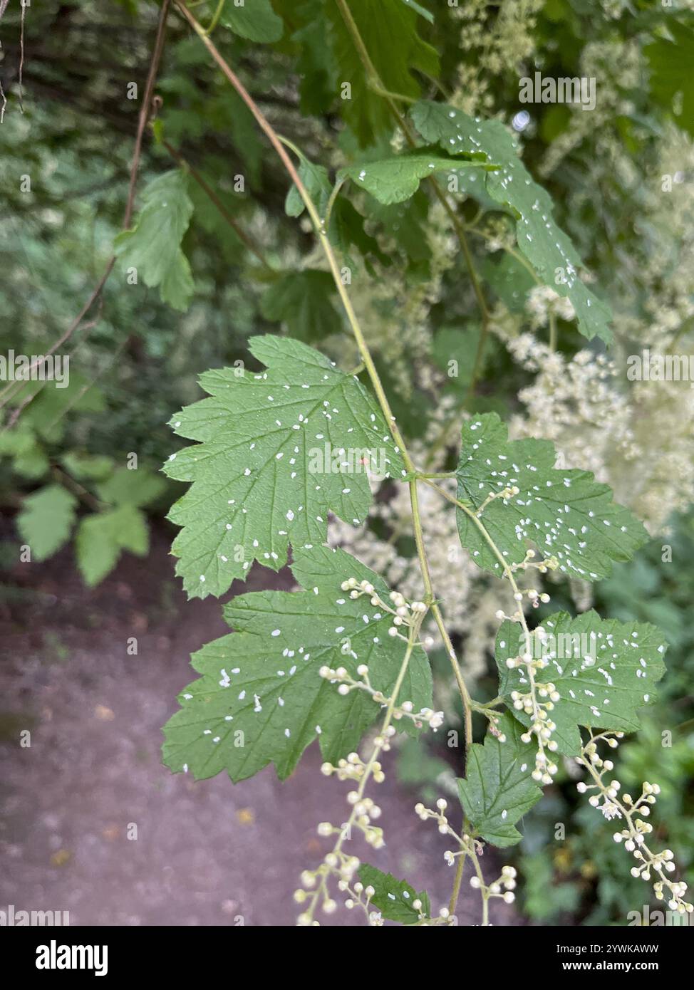 Ocean spray (Holodiscus discolor Stock Photo - Alamy