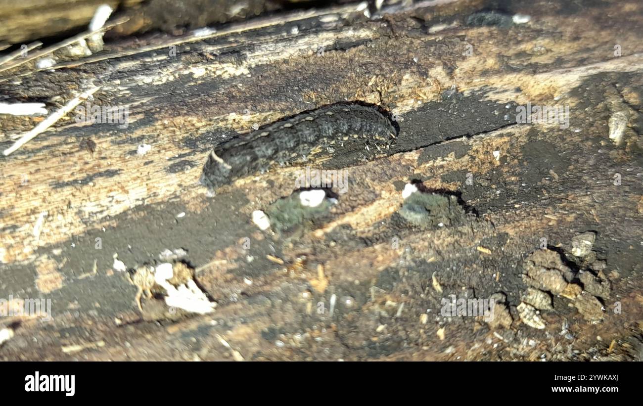 Variegated Cutworm Moth (Peridroma saucia Stock Photo - Alamy