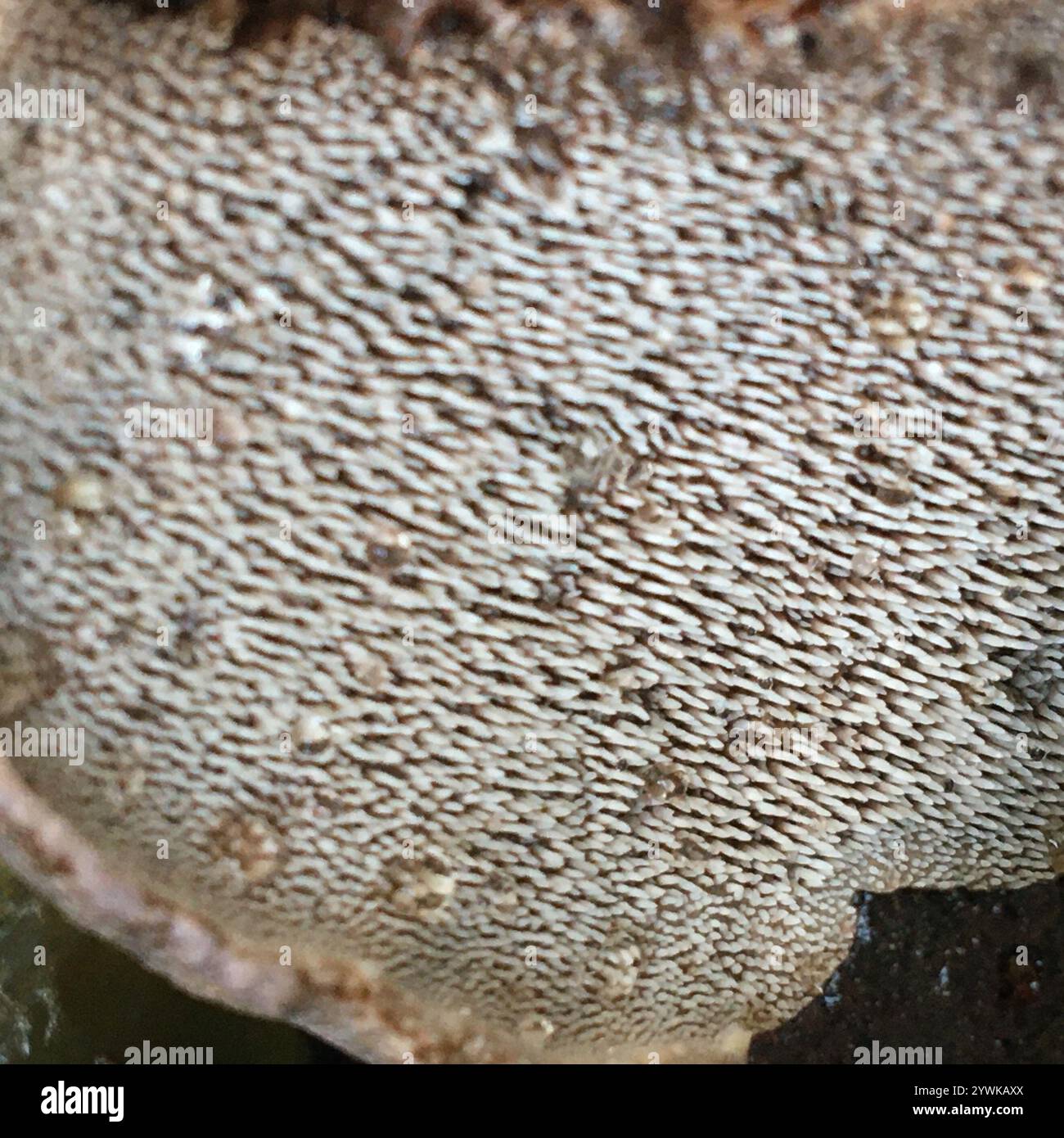 shingled hedgehog (Sarcodon imbricatus Stock Photo - Alamy