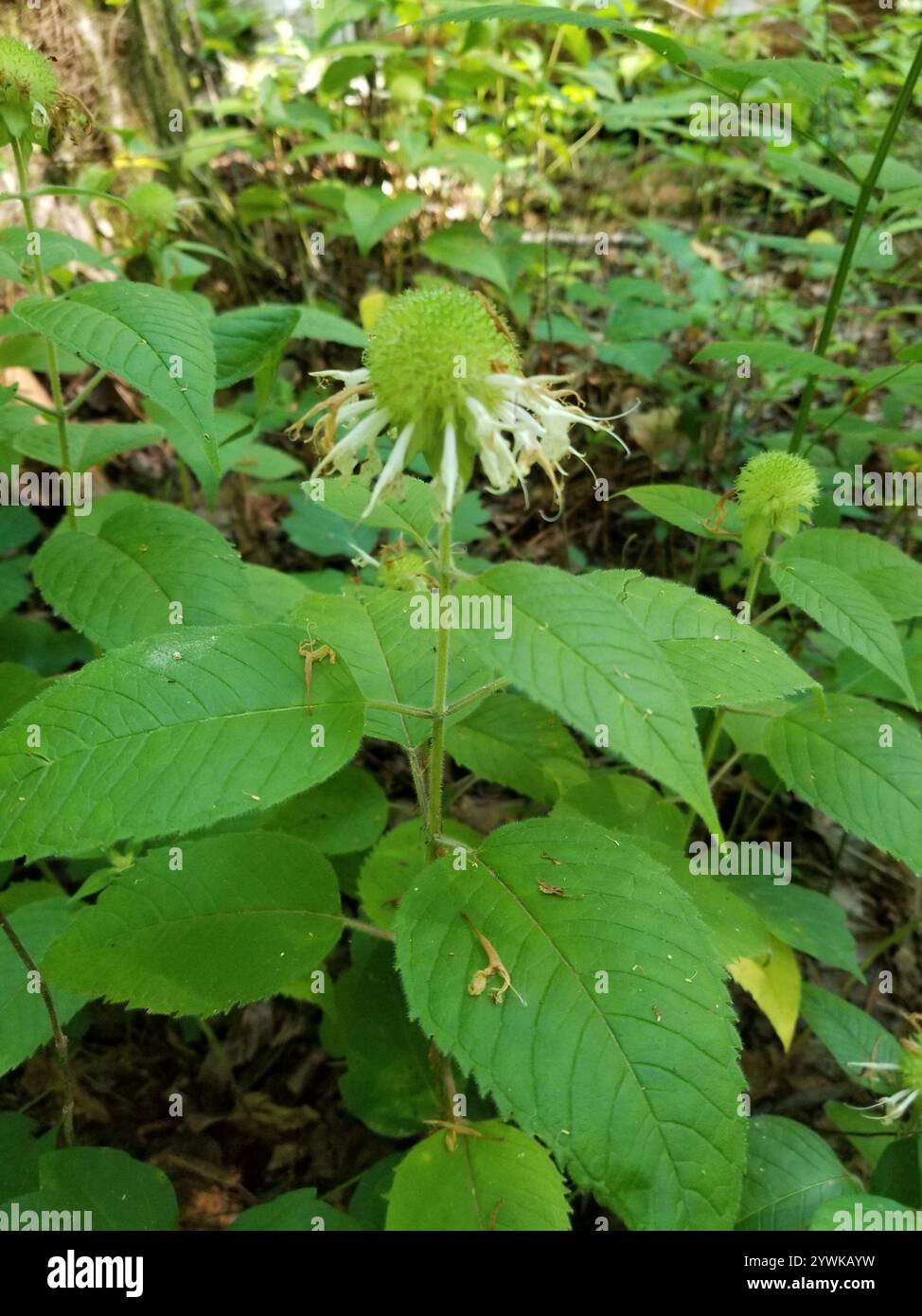 white bergamot (Monarda clinopodia Stock Photo - Alamy