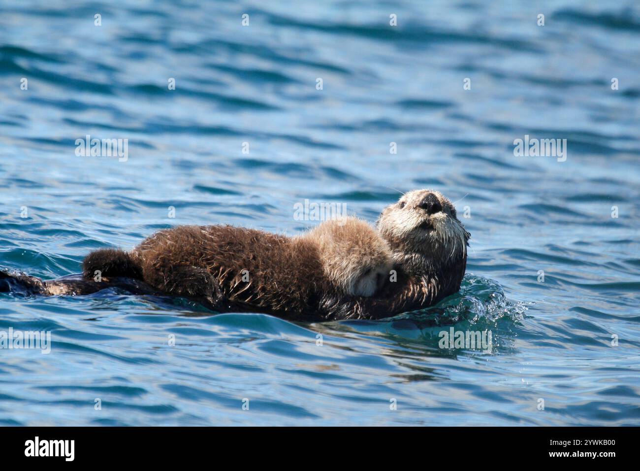 Sea Otter (Enhydra lutris Stock Photo - Alamy