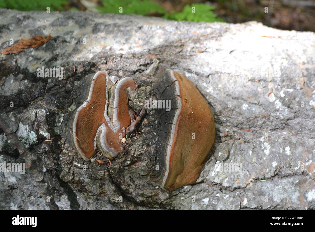 Willow Bracket (Phellinus igniarius Stock Photo - Alamy