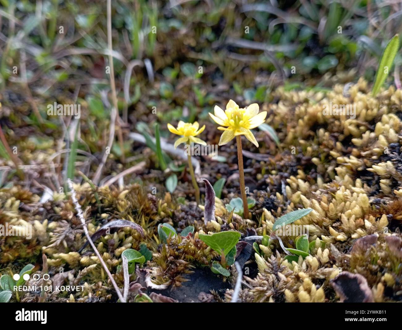 Lapland Buttercup (Ranunculus lapponicus Stock Photo - Alamy