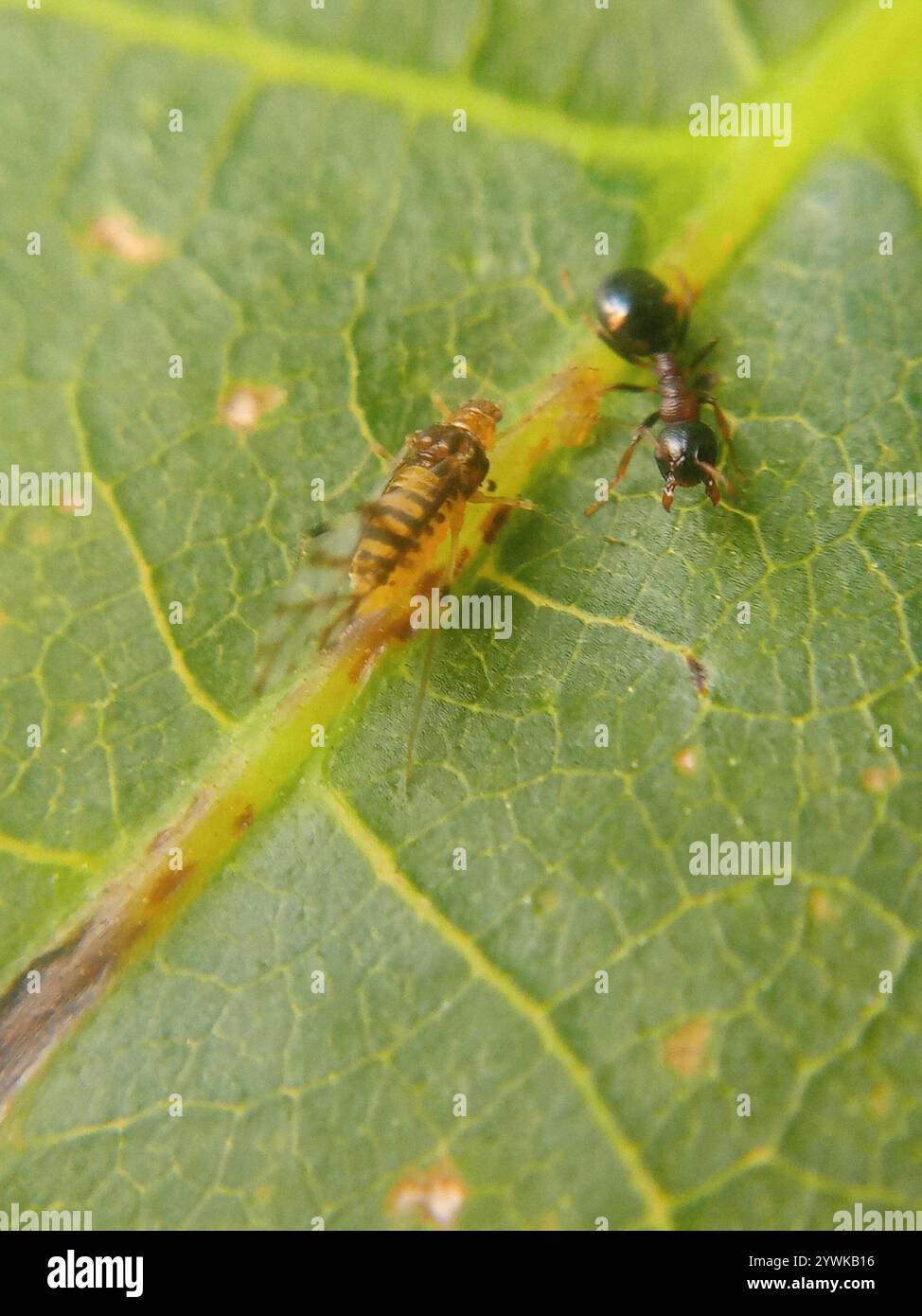 Walnut Aphid (Panaphis juglandis Stock Photo - Alamy