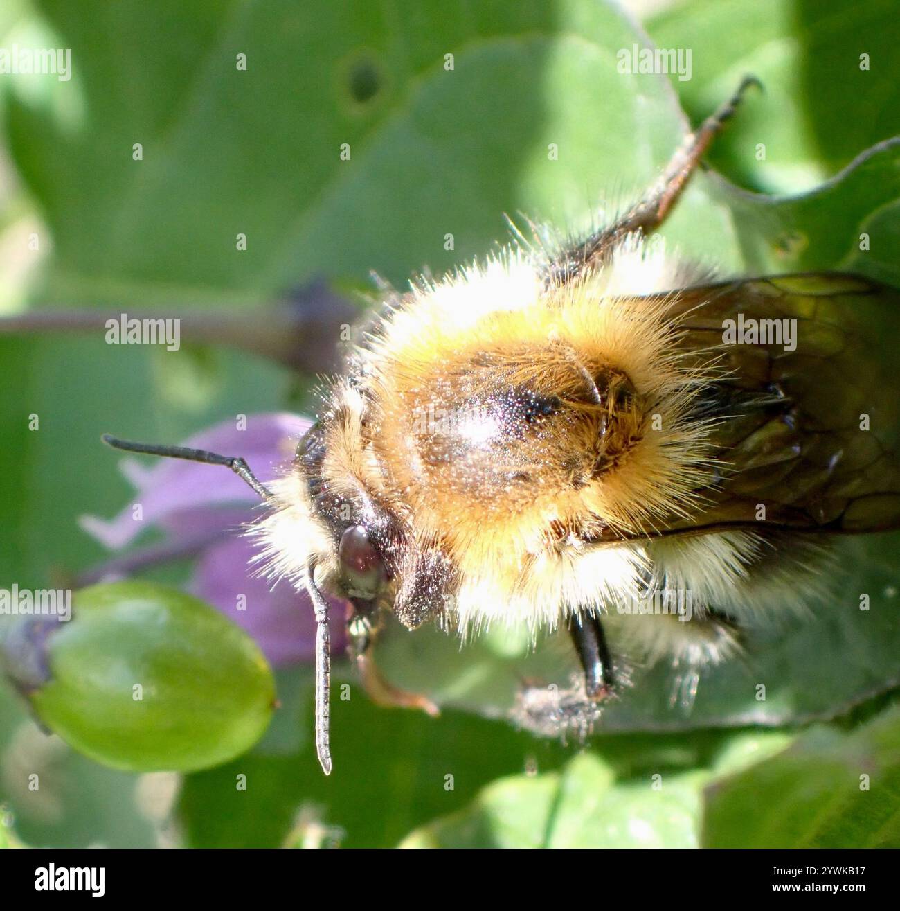 Common Carder Bumble Bee (Bombus pascuorum Stock Photo - Alamy