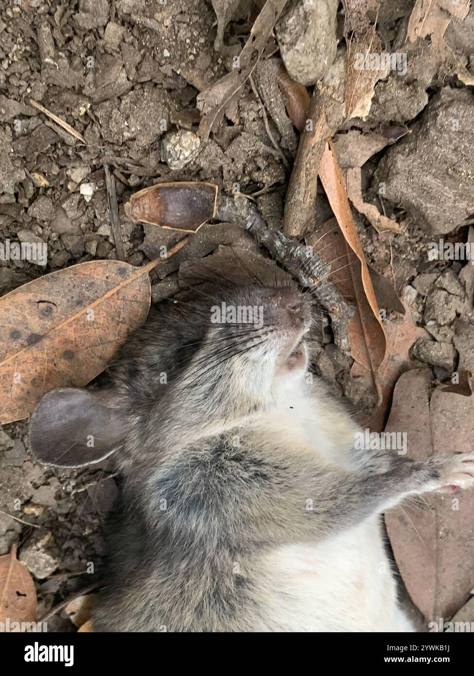 Neotoma fuscipes hi-res stock photography and images - Alamy