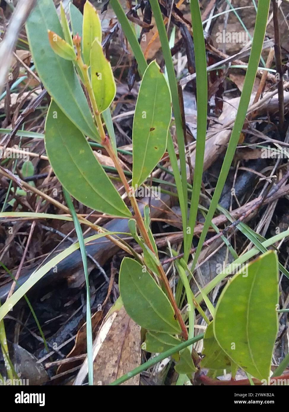 Myrtle Wattle (Acacia myrtifolia Stock Photo - Alamy