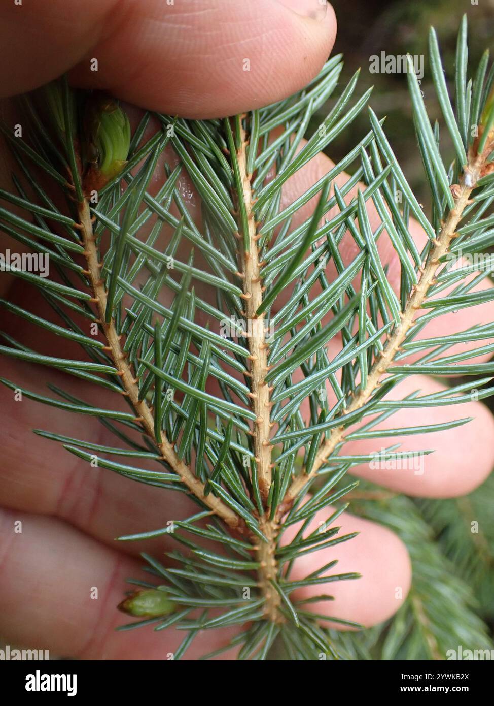 Engelmann spruce (Picea engelmannii Stock Photo - Alamy