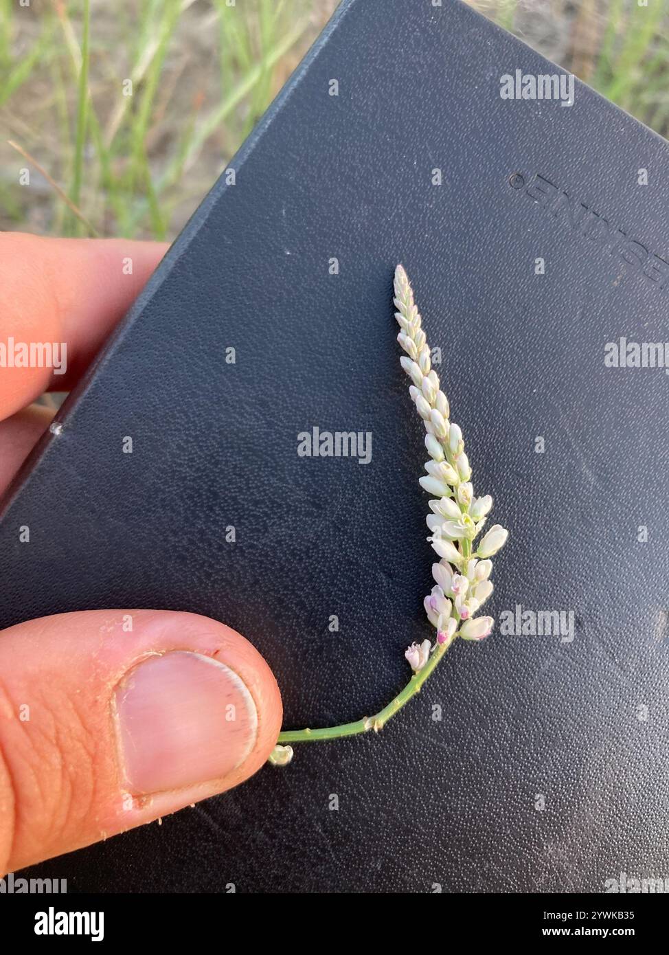 white milkwort (Polygala alba Stock Photo - Alamy
