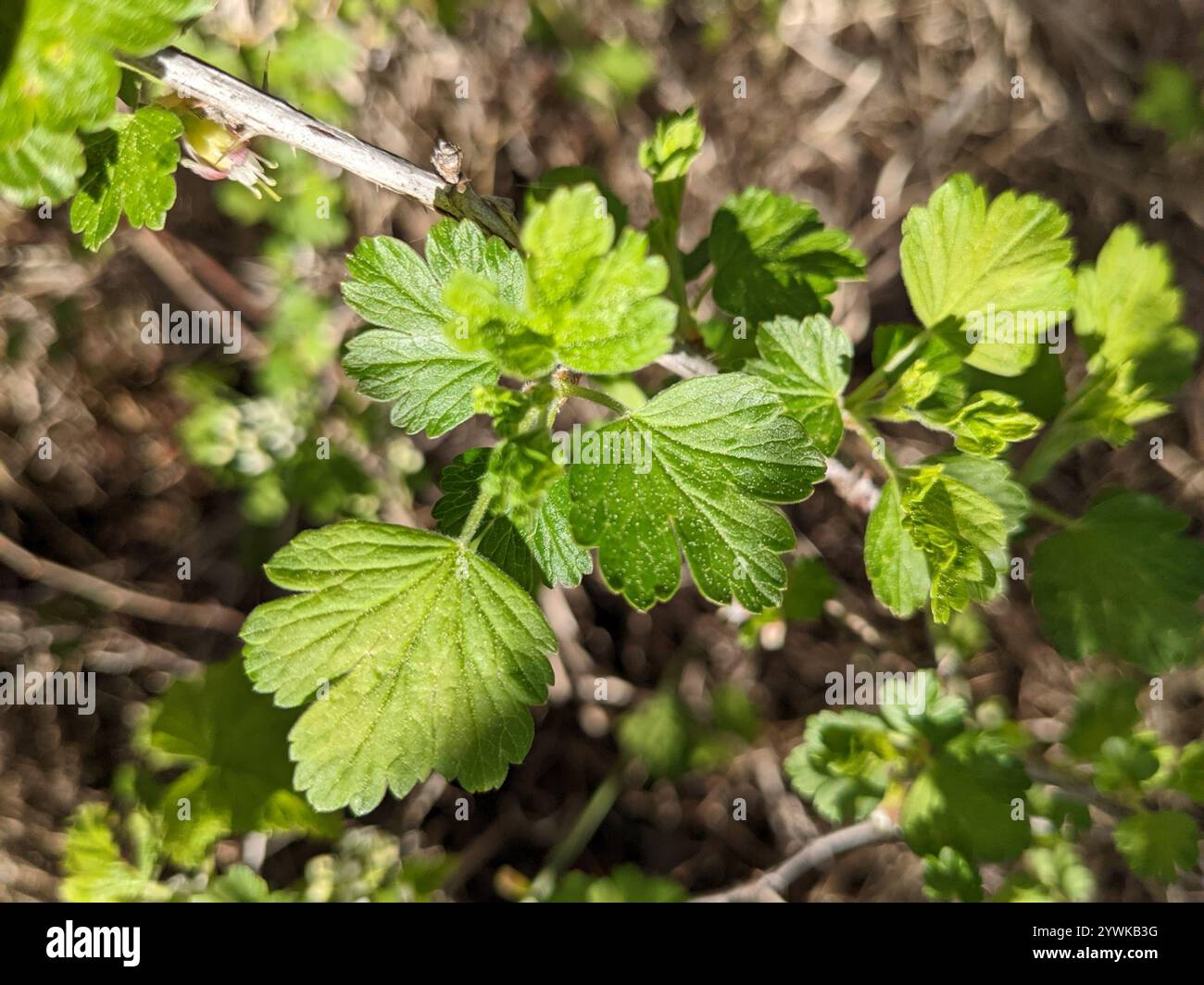 currants and gooseberries (Ribes Stock Photo - Alamy