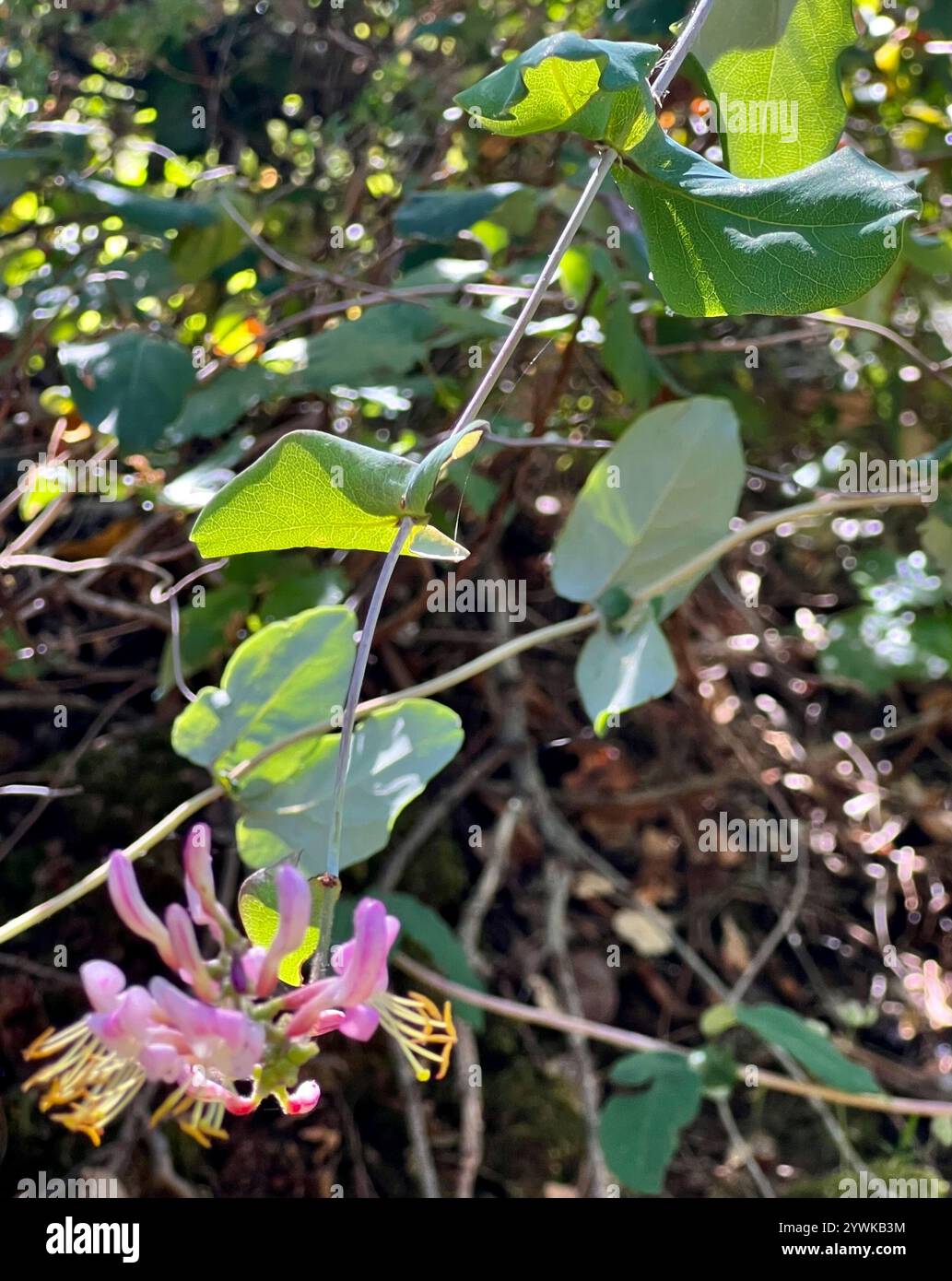 Pink Honeysuckle (Lonicera hispidula Stock Photo - Alamy