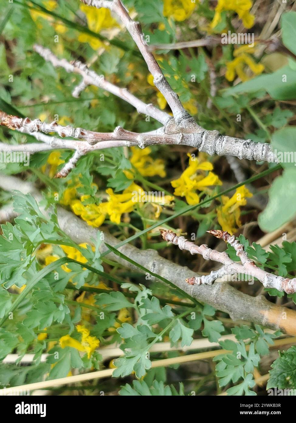 golden corydalis (Corydalis aurea Stock Photo - Alamy