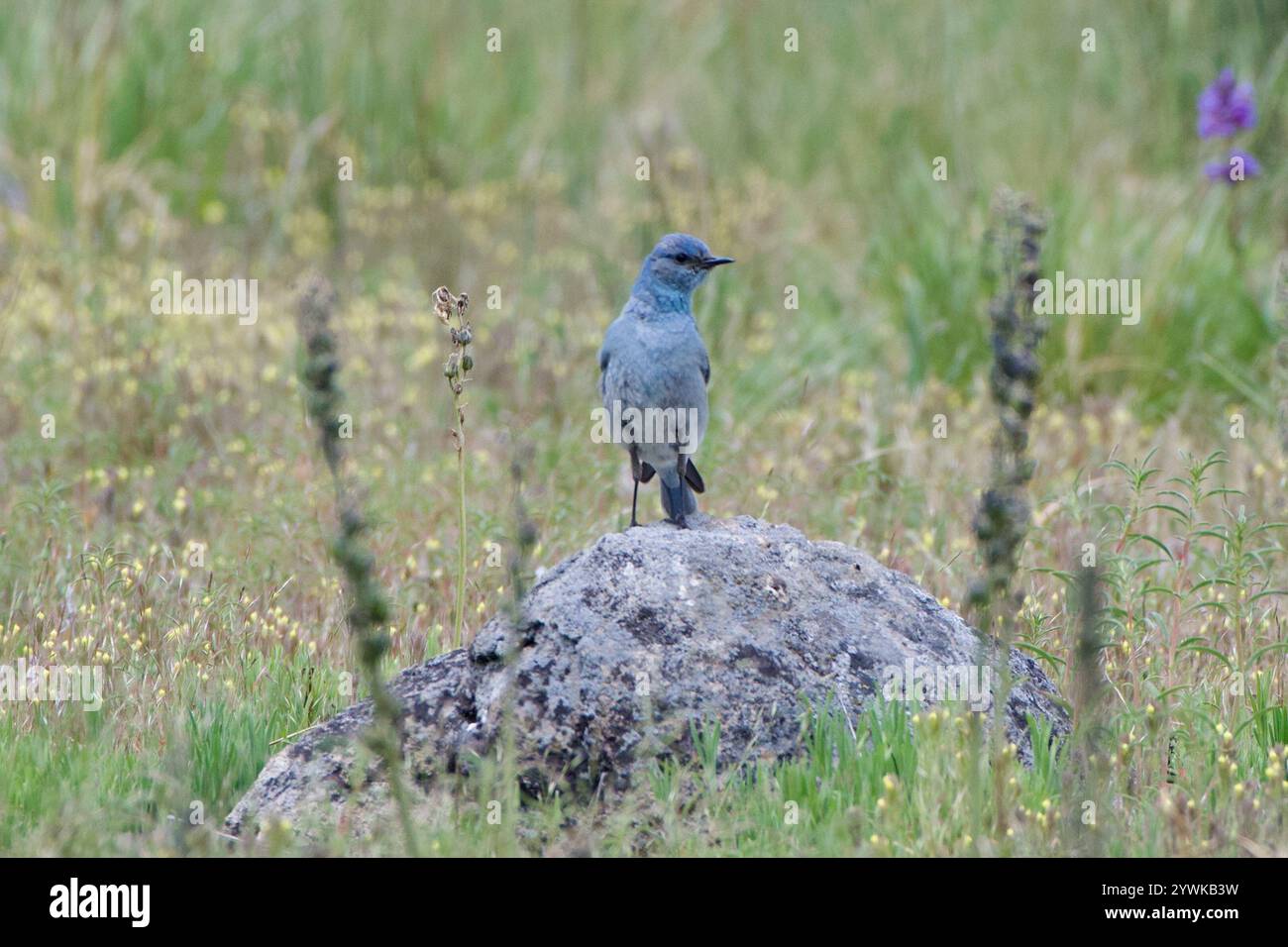 Mountain Bluebird (Sialia currucoides Stock Photo - Alamy