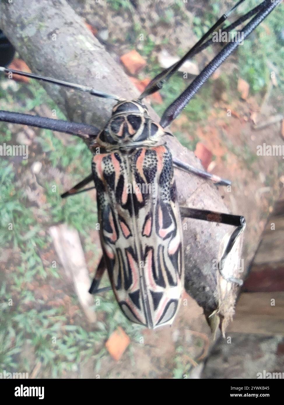 Harlequin Beetle (Acrocinus longimanus Stock Photo - Alamy