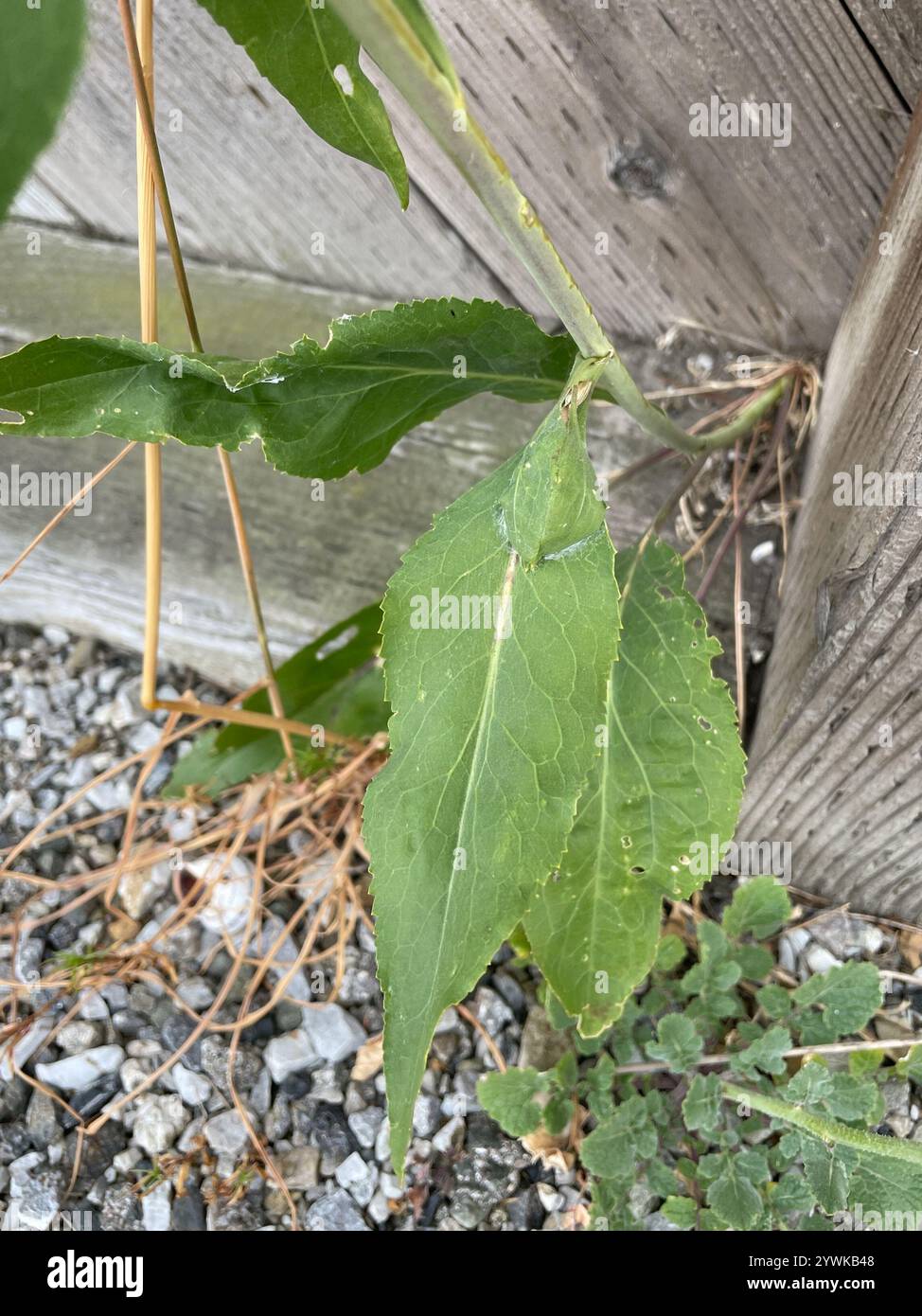 broadleaved pepperweed (Lepidium latifolium Stock Photo - Alamy