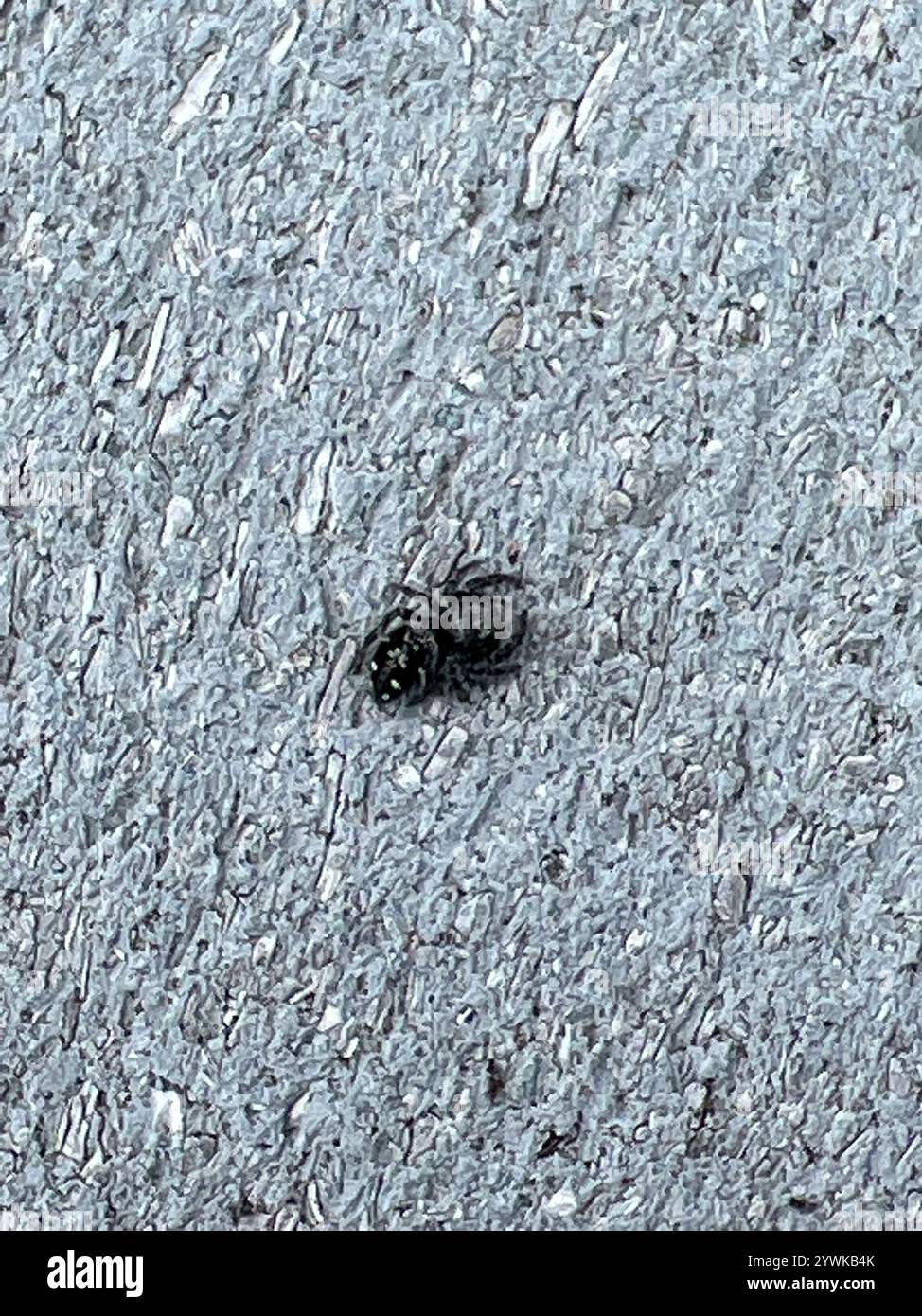 Boreal Tufted Jumping Spider (Phidippus borealis Stock Photo - Alamy