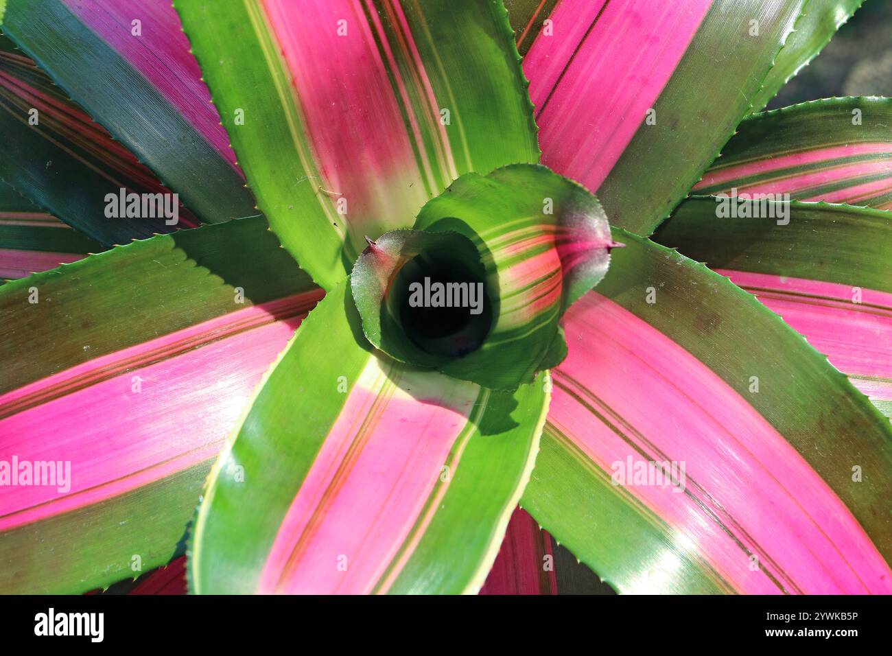 Stunning Reddish Pink and Green Variegated Leaves of Bromeliad ...