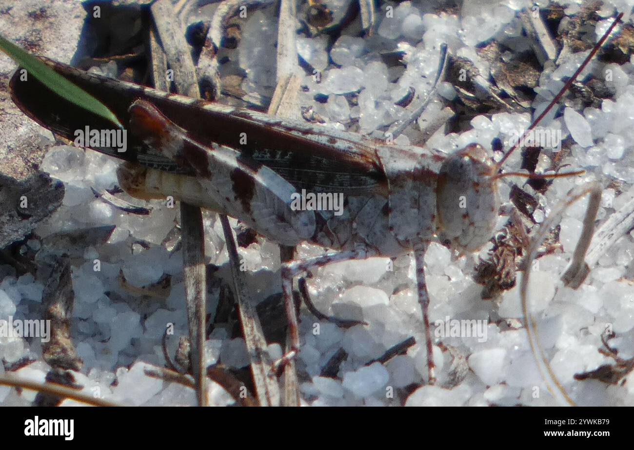 Marbled Grasshopper (Spharagemon marmoratum Stock Photo - Alamy