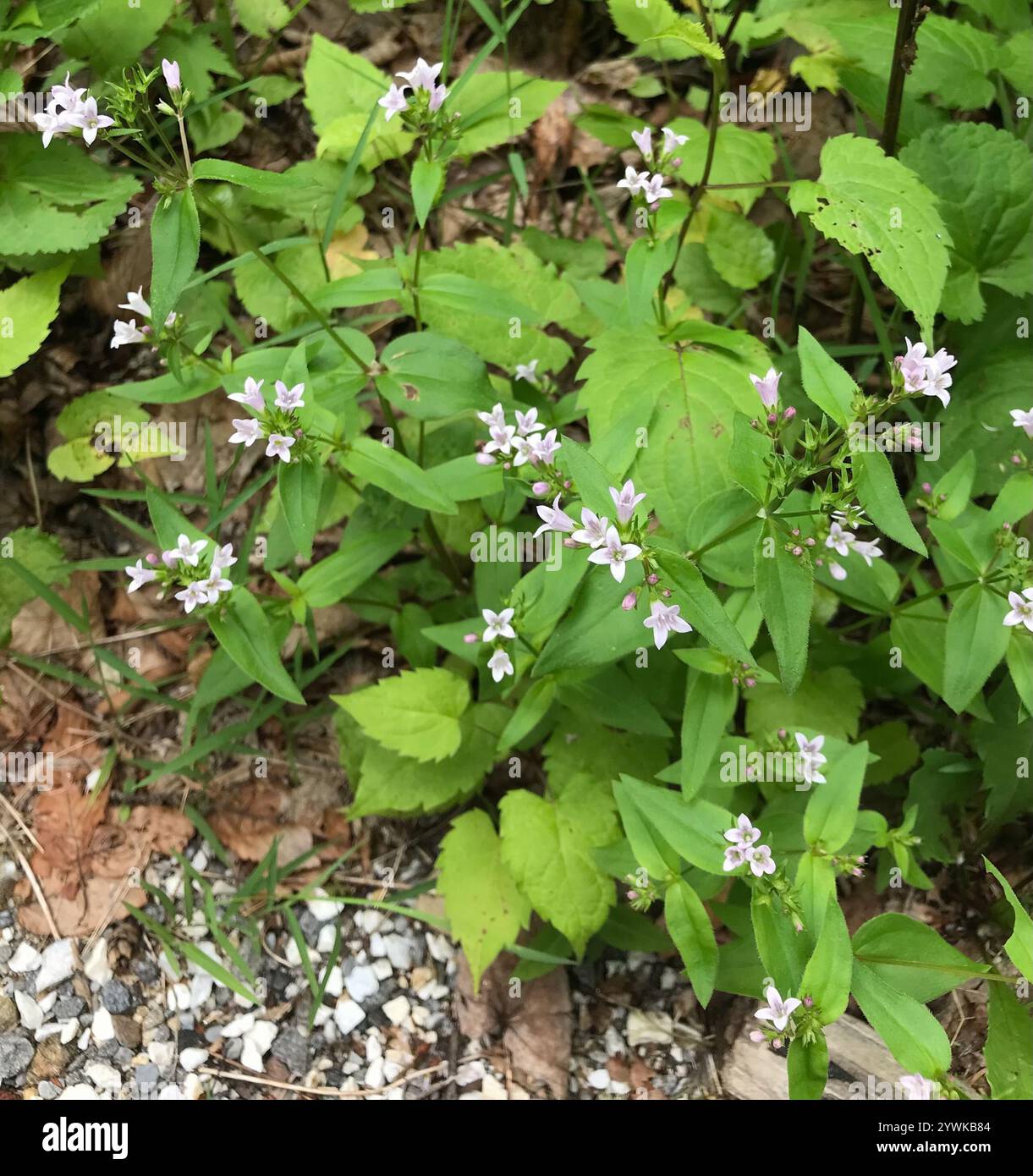 summer bluet (Houstonia purpurea Stock Photo - Alamy