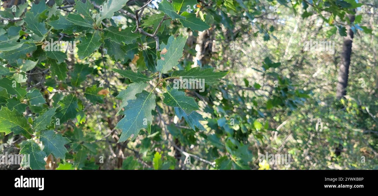 Oracle Oak (Quercus × morehus Stock Photo - Alamy