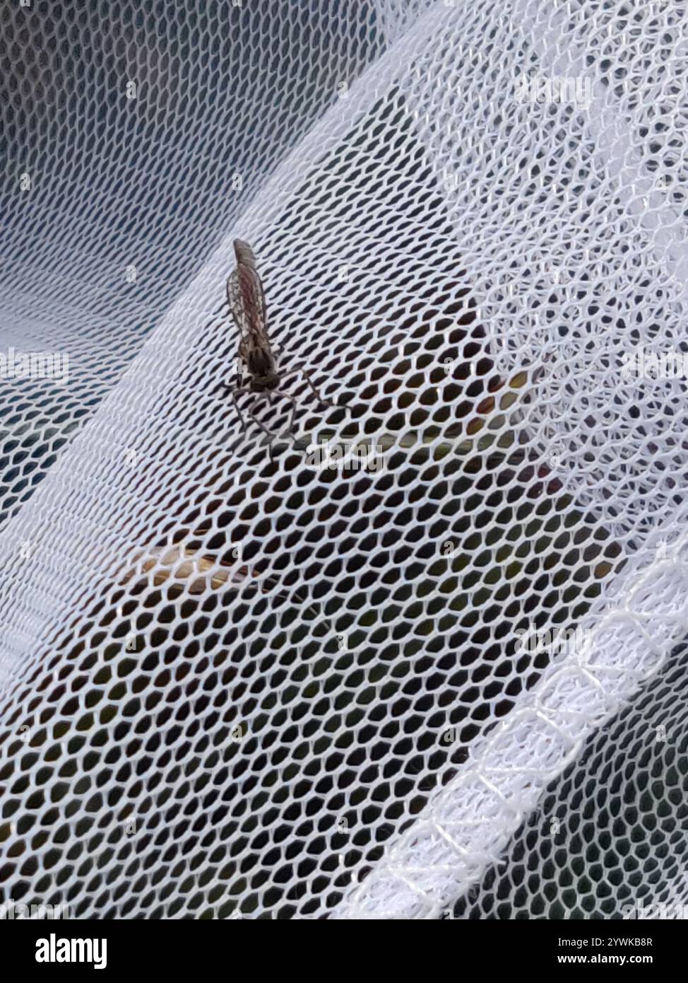 Slender Robberflies (Leptogaster Stock Photo - Alamy