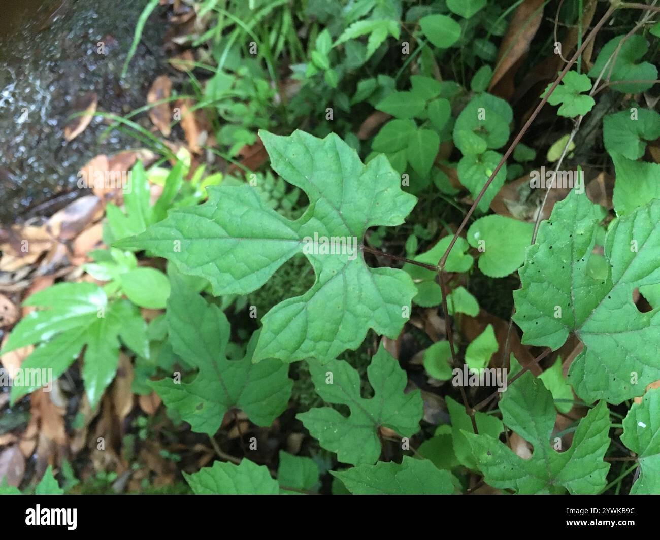 grape family (Vitaceae Stock Photo - Alamy