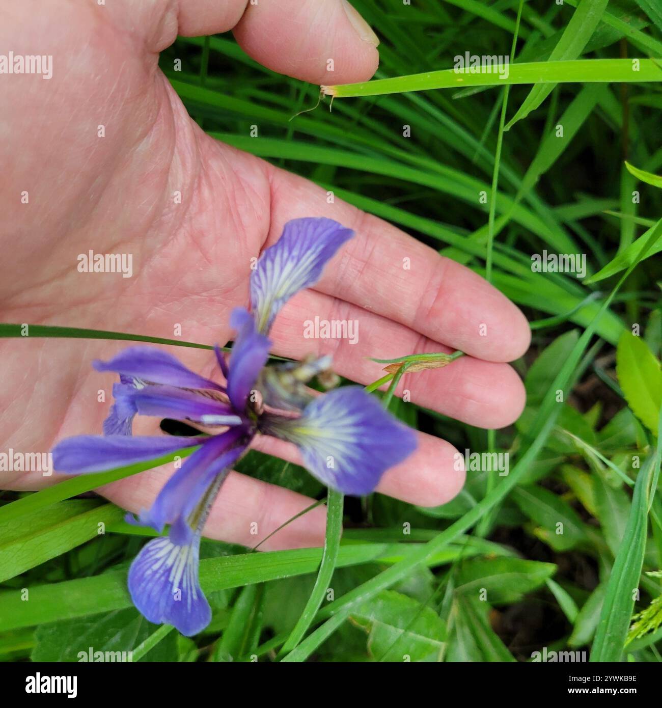 northern blue flag (Iris versicolor Stock Photo - Alamy