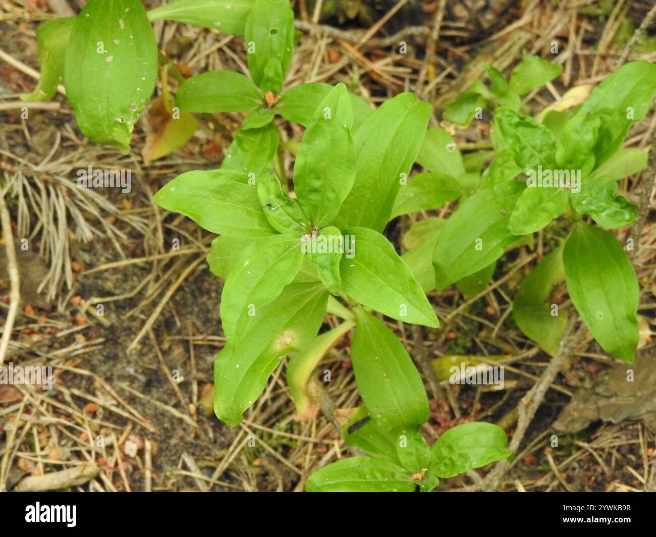 common soapwort (Saponaria officinalis Stock Photo - Alamy