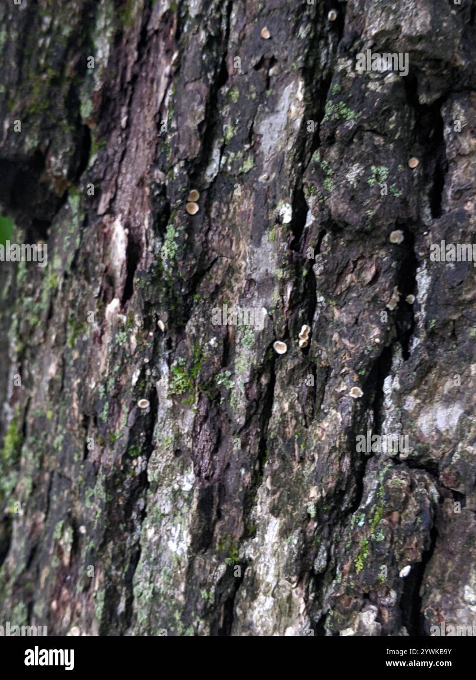 Smooth Patch Disease (Aleurodiscus oakesii Stock Photo - Alamy