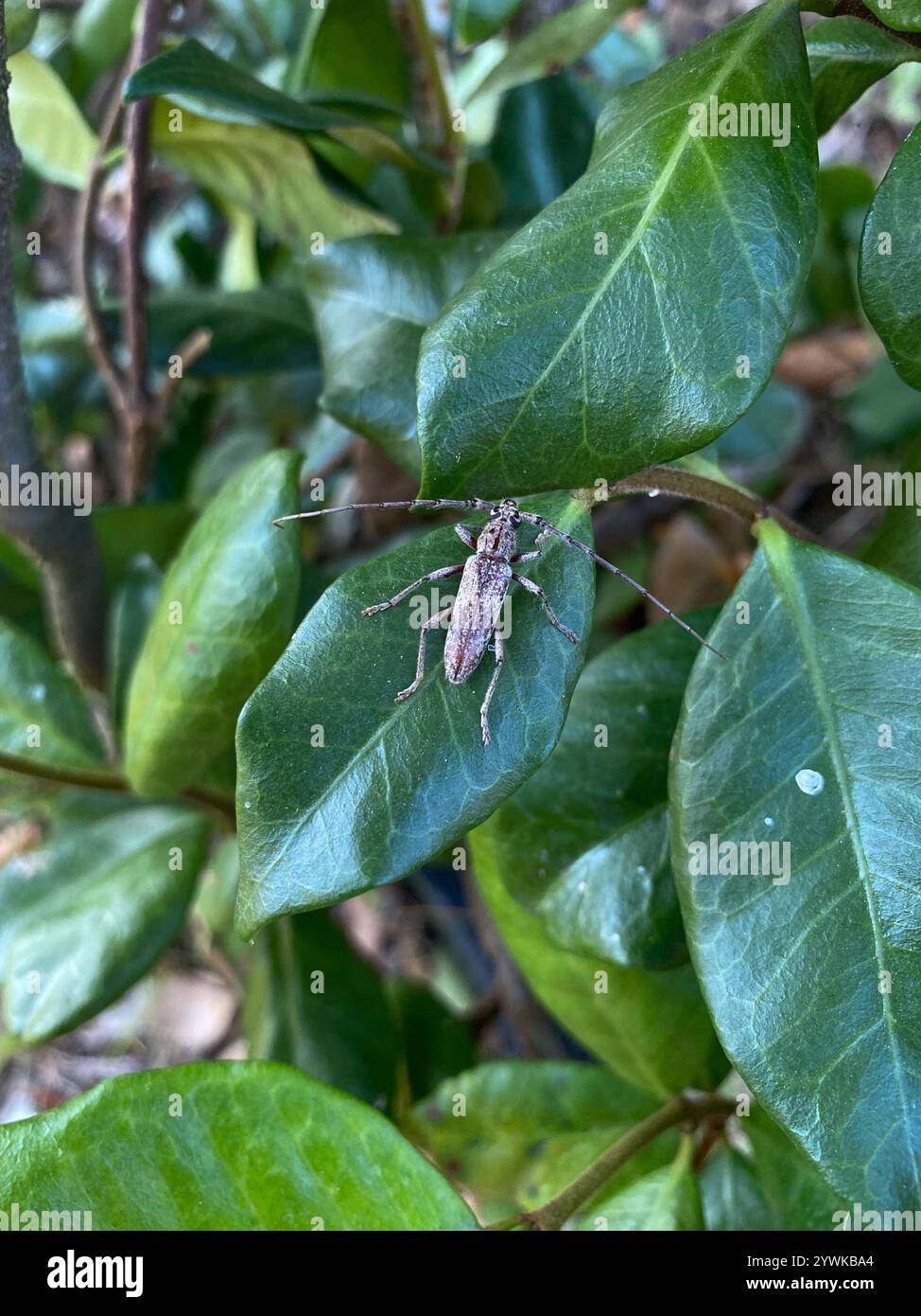 Round-necked Longhorn Beetles (Cerambycinae Stock Photo - Alamy