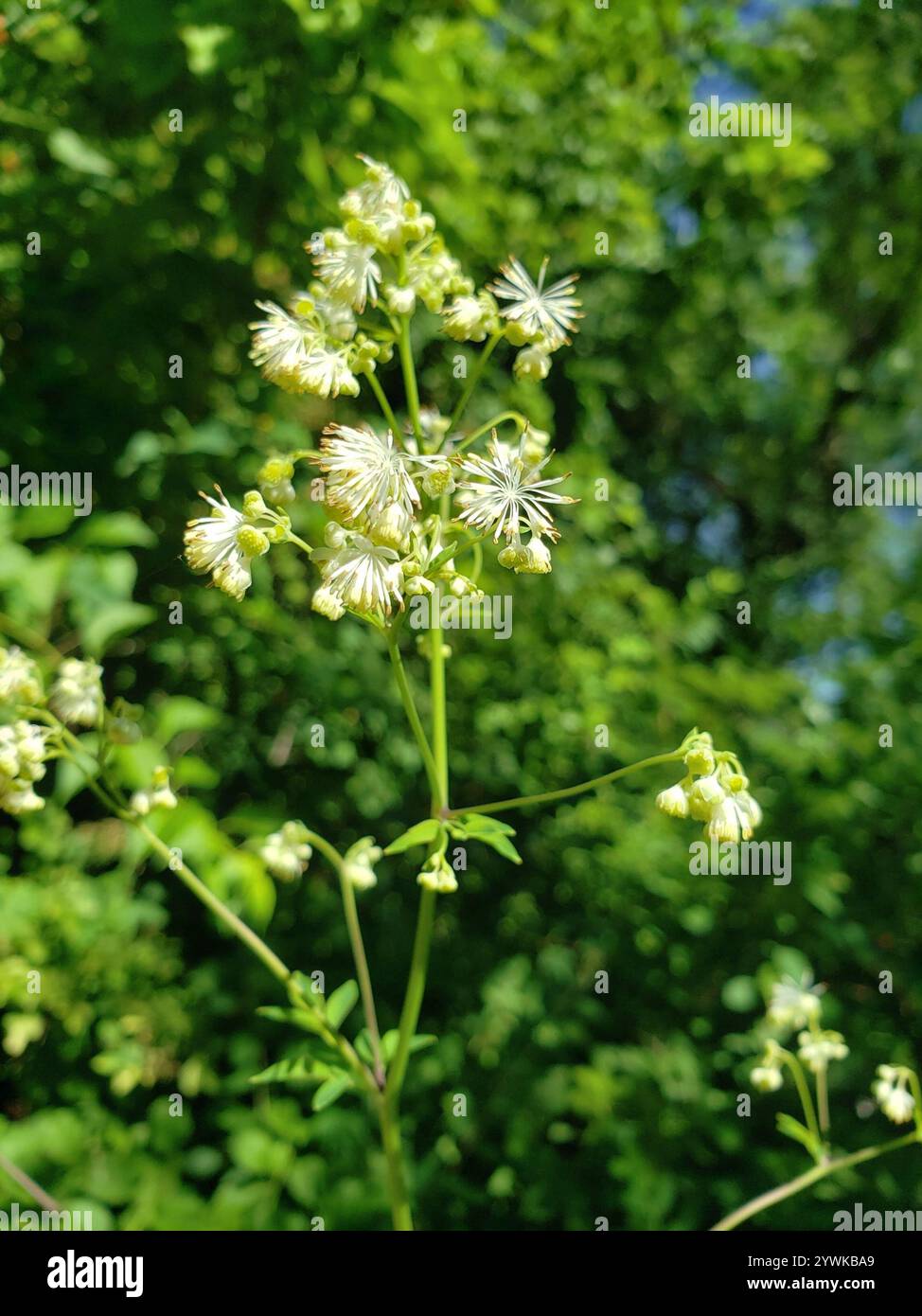 tall meadow-rue (Thalictrum pubescens Stock Photo - Alamy
