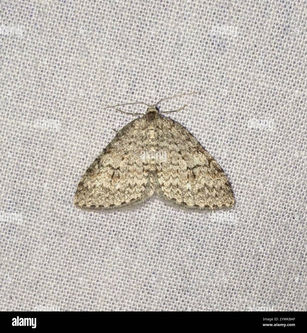Pearsall's Carpet Moth (Venusia pearsalli Stock Photo - Alamy