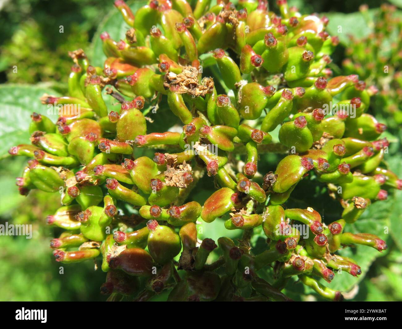 Wayfaring-tree (Viburnum lantana Stock Photo - Alamy