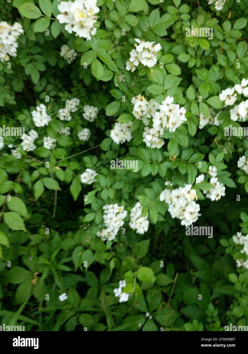 multiflora rose (Rosa multiflora Stock Photo - Alamy