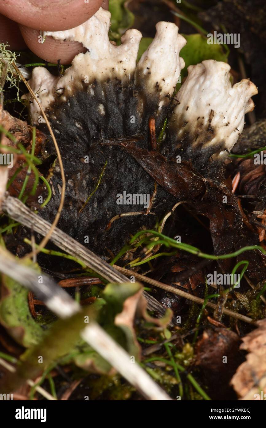 freckled pelt lichen (Peltigera aphthosa Stock Photo - Alamy