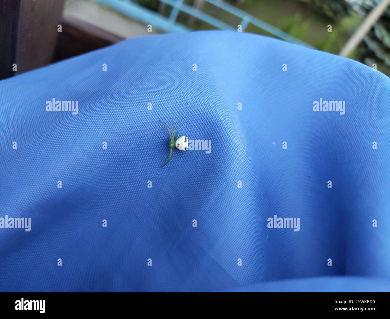 Triangle Crab Spider (Ebrechtella tricuspidata Stock Photo - Alamy