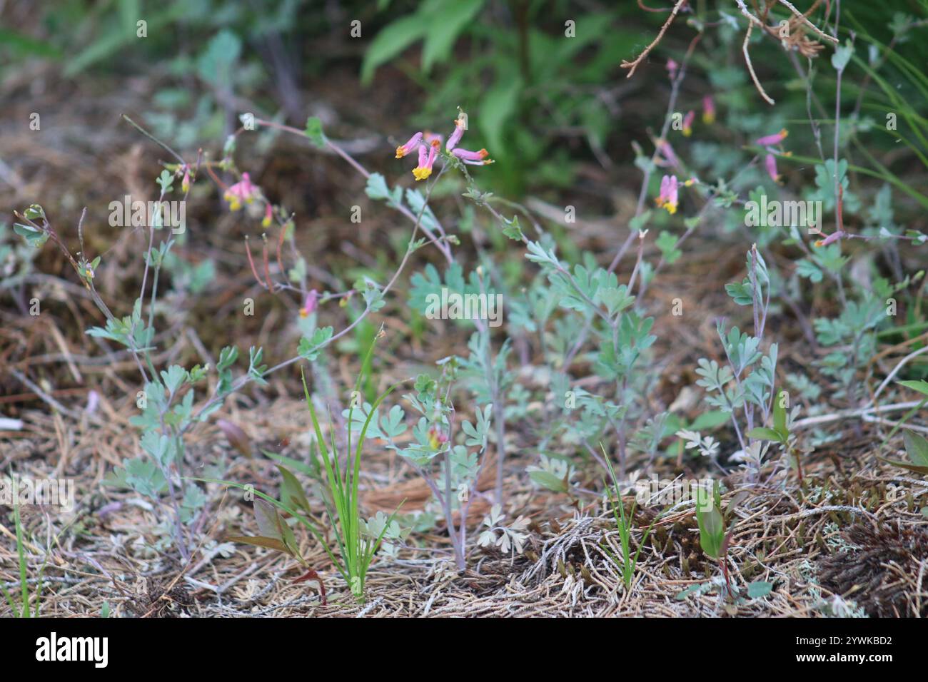 Capnoides sempervirens hi-res stock photography and images - Alamy