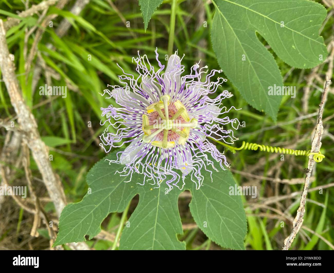 purple passionflower (Passiflora incarnata Stock Photo - Alamy