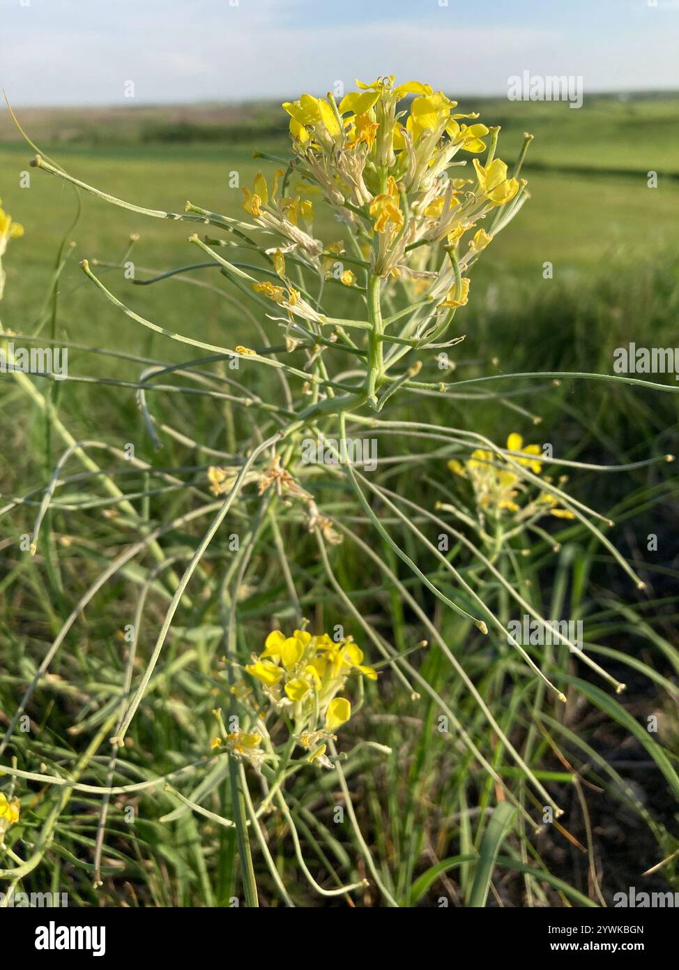 Prairie-rocket Wallflower (Erysimum asperum Stock Photo - Alamy