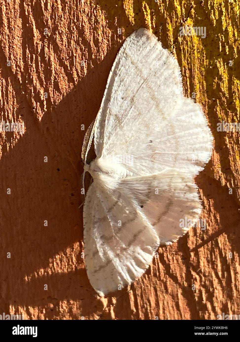 Common White Wave (Cabera pusaria Stock Photo - Alamy