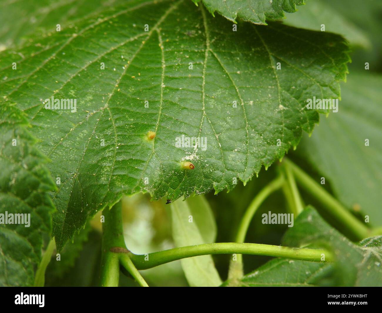 Alder Leaf Gall Mite (Eriophyes laevis Stock Photo - Alamy