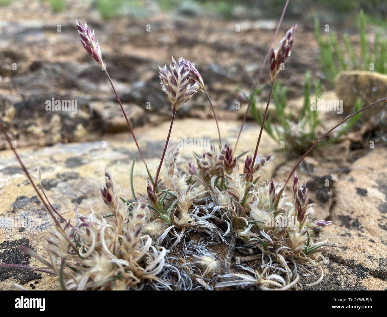 Large-Flower Woolly Grass (Erioneuron avenaceum Stock Photo - Alamy